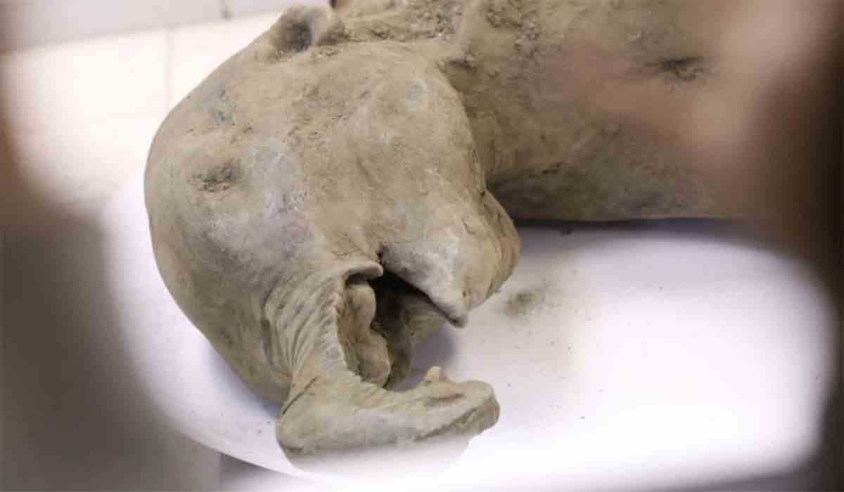 EL DÍA - Noticias de Bolivia para el mundo